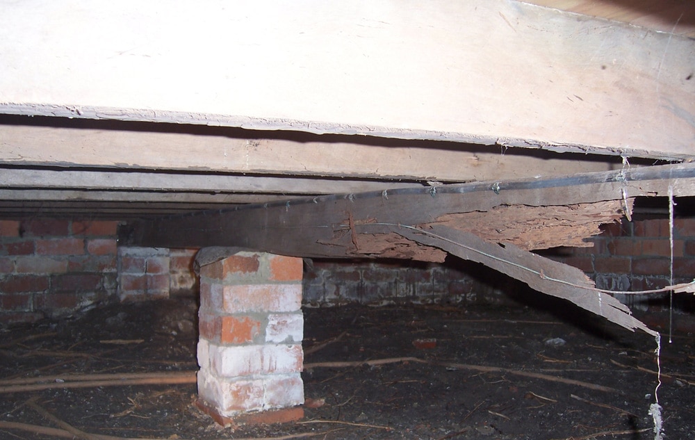 Pre Purchase Pest Inspection - Includes Termite,Wood Borers and Wood Decay